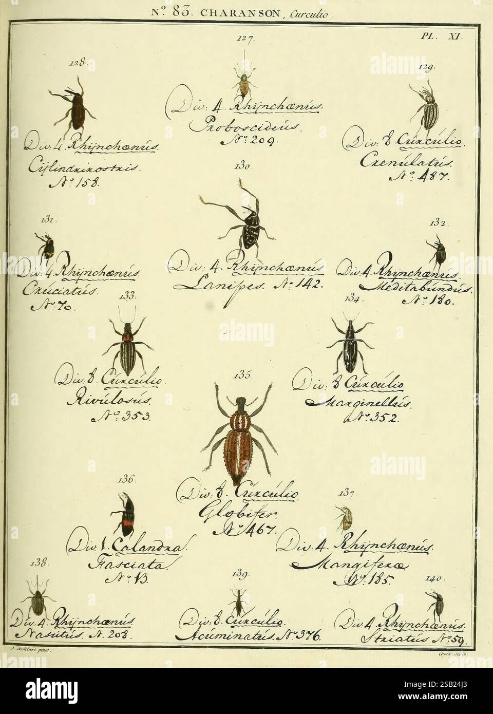 Families rhipicephalus hi-res stock photography and images - Alamy