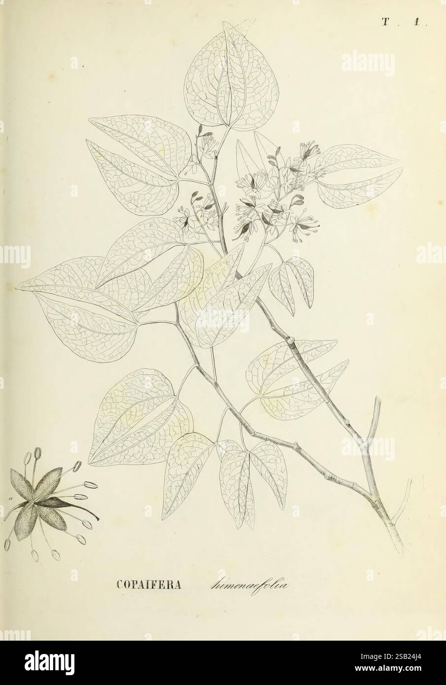 Copaifera hymenaefolia hi-res stock photography and images - Alamy