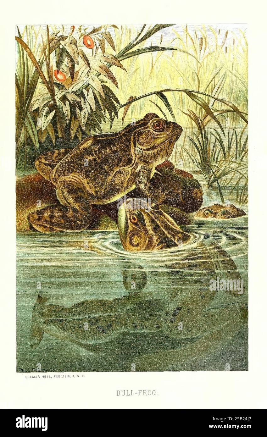 Frog slightly submerged hi-res stock photography and images - Alamy