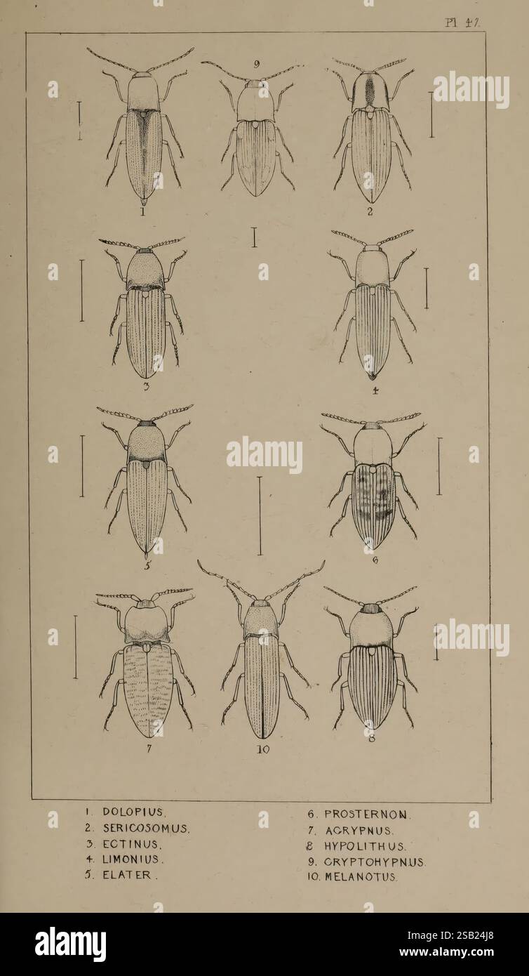 The British Coleoptera delineated London W. Crofts 1840 beetles Great ...