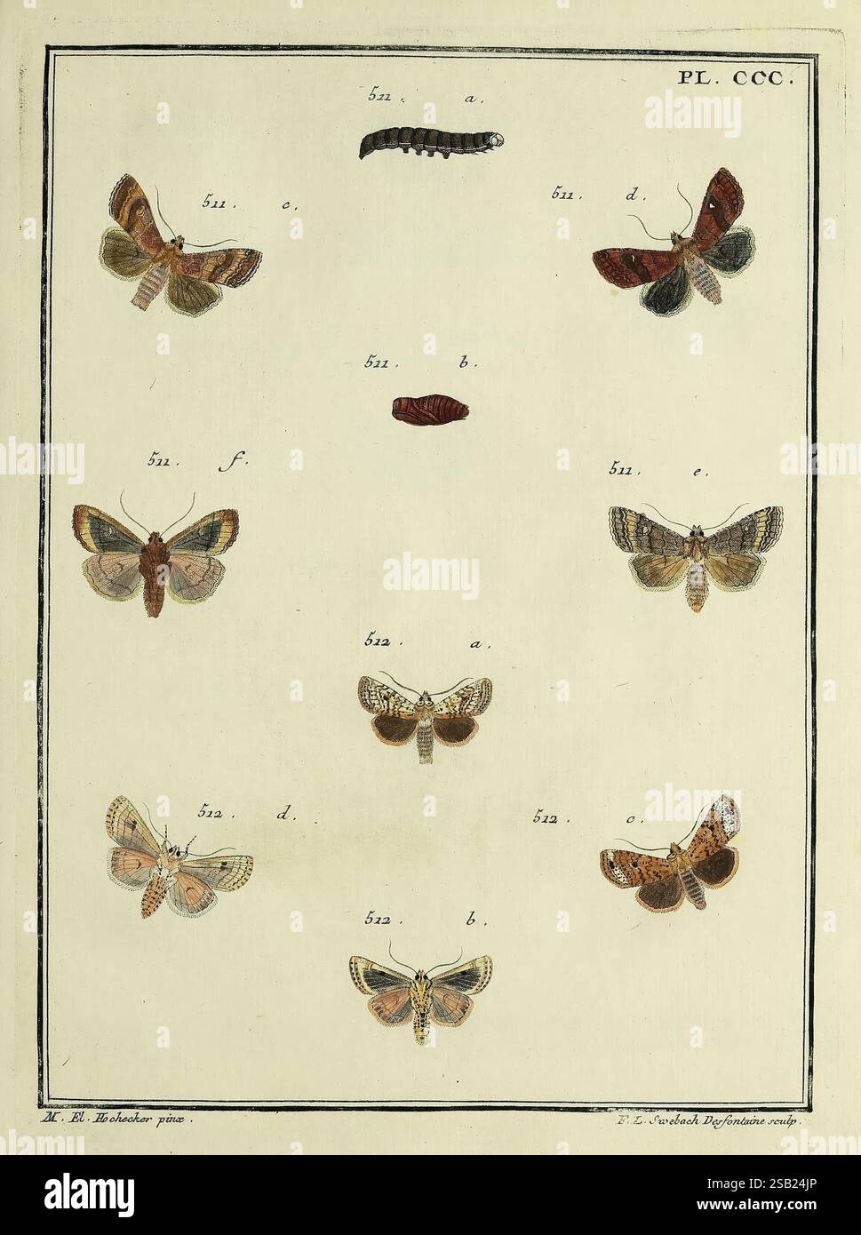 Several moths labeled hi-res stock photography and images - Alamy