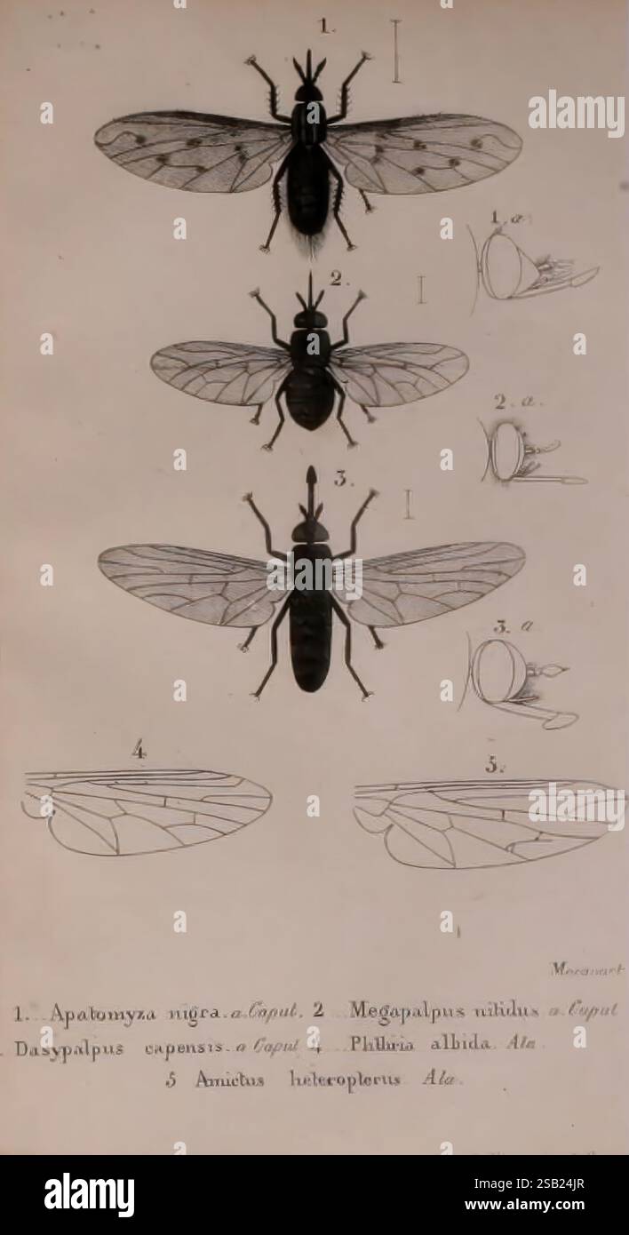 Viewers understanding of insect anatomy hi-res stock photography and ...
