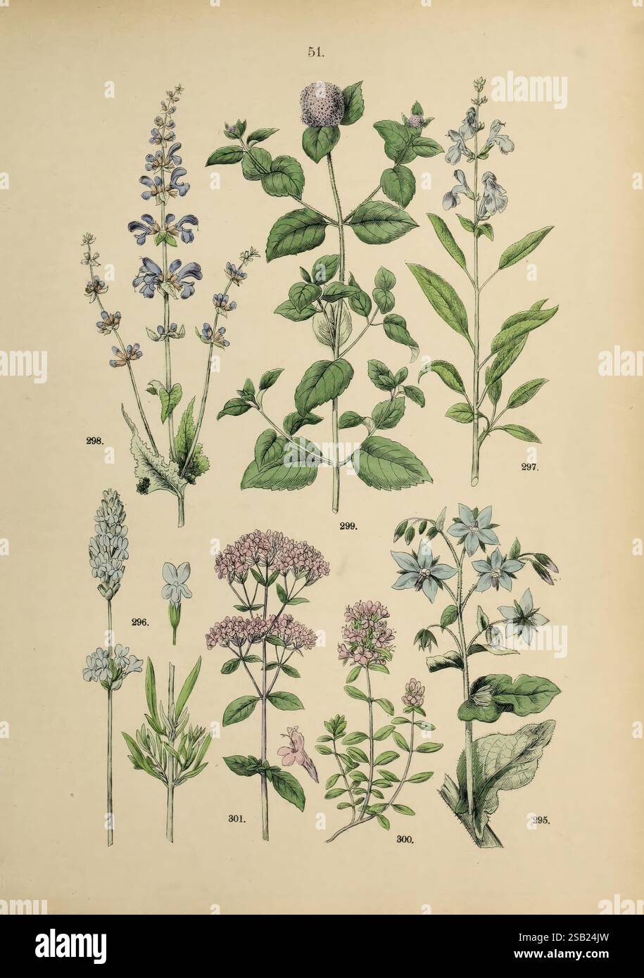 Botanischer bilder-atlas nach De Candolle's Natürlichem pflanzensystem ...