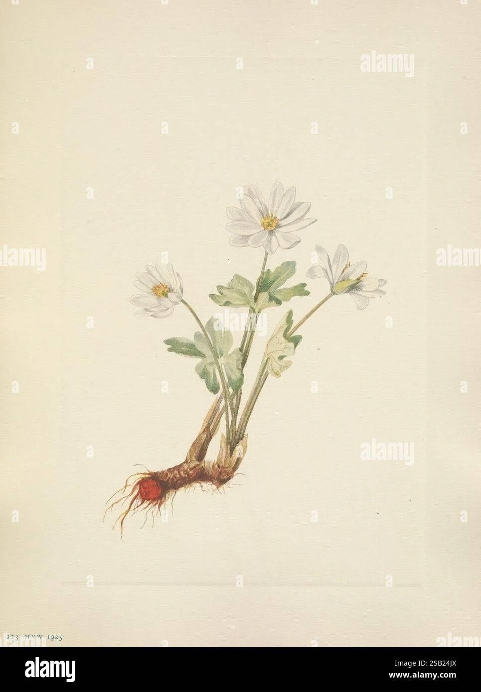 Earthy root system hi-res stock photography and images - Alamy