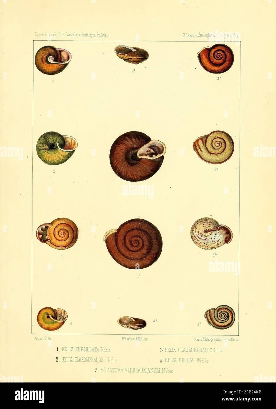Fascinating diversity within gastropod morphology hi-res stock ...