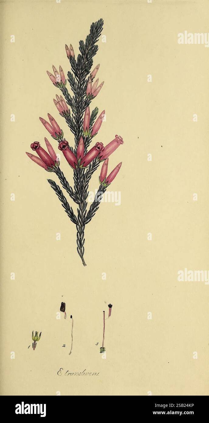 The heathery or A monograph of the genus Erica London Henry G. Bohn ...
