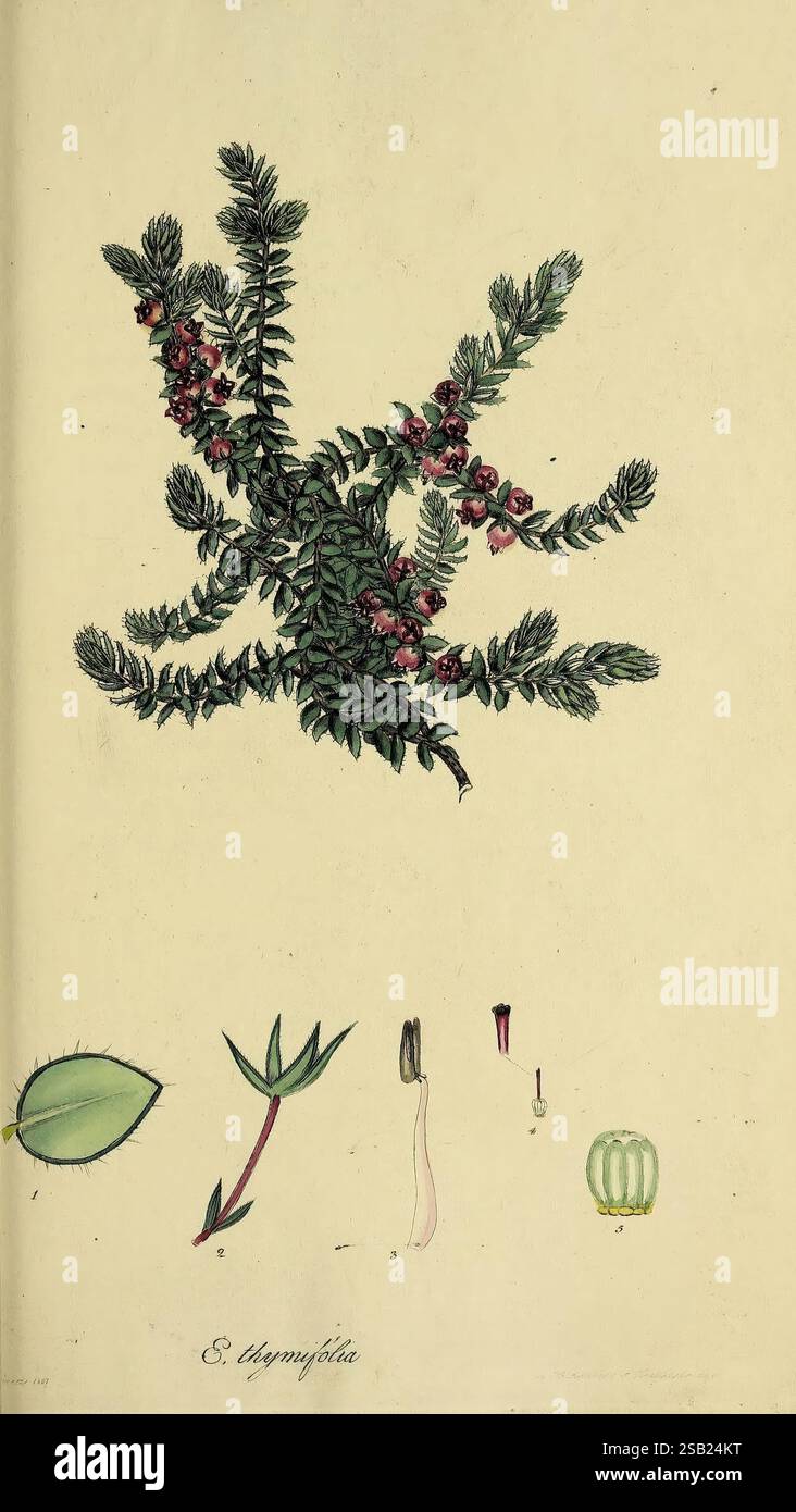 The, heathery, or A, monograph, of, the, genus, Erica, London, Henry, G ...