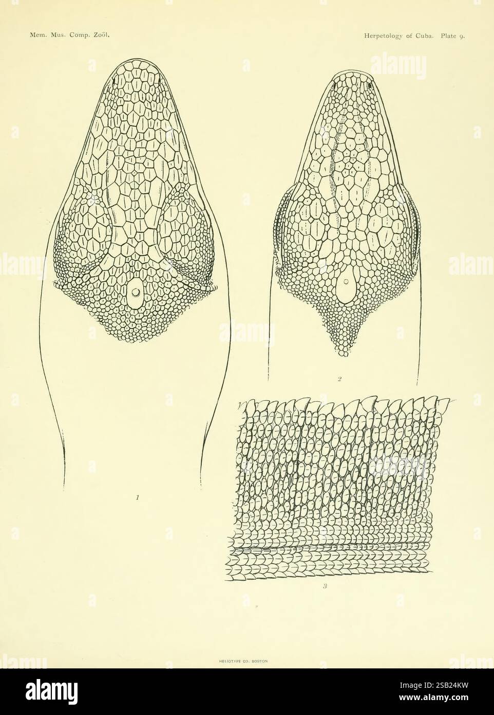 Reptilian integumentary systems hi-res stock photography and images - Alamy