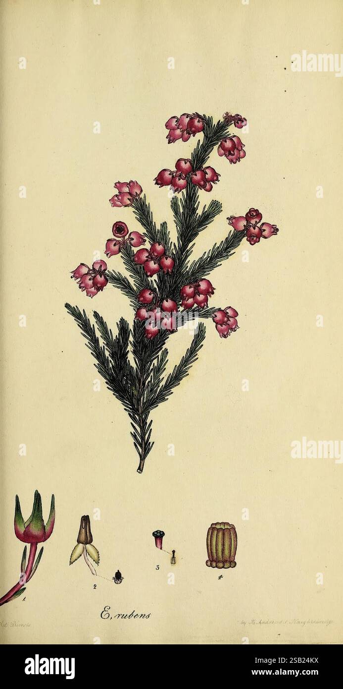 The, heathery, or A, monograph, of, the, genus, Erica, London, Henry, G ...
