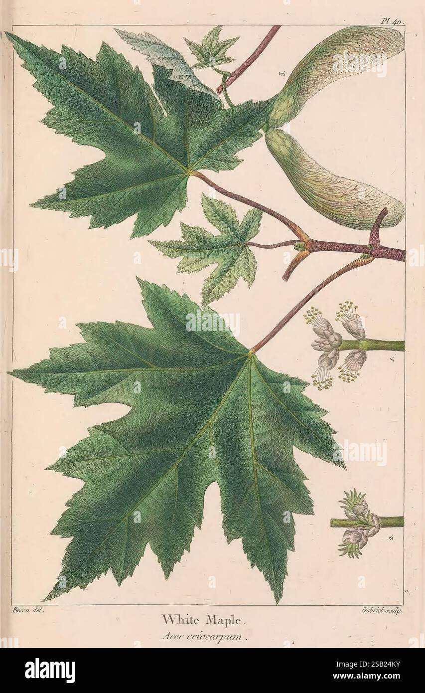 The North American Sylva Philadelphia R. P. Smith 1853 botany North ...