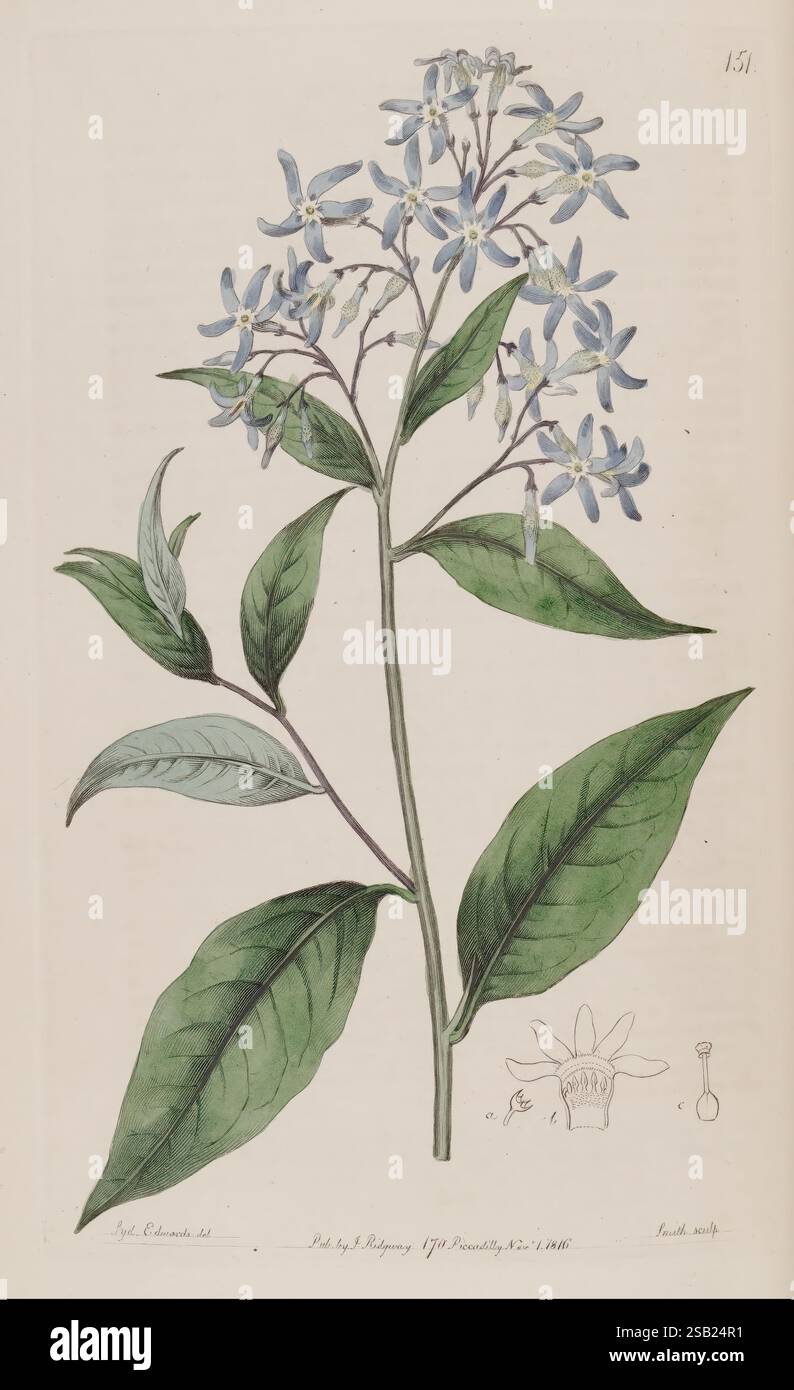 The Botanical Register, London, Printed for James Ridgway, 1815-1828 ...