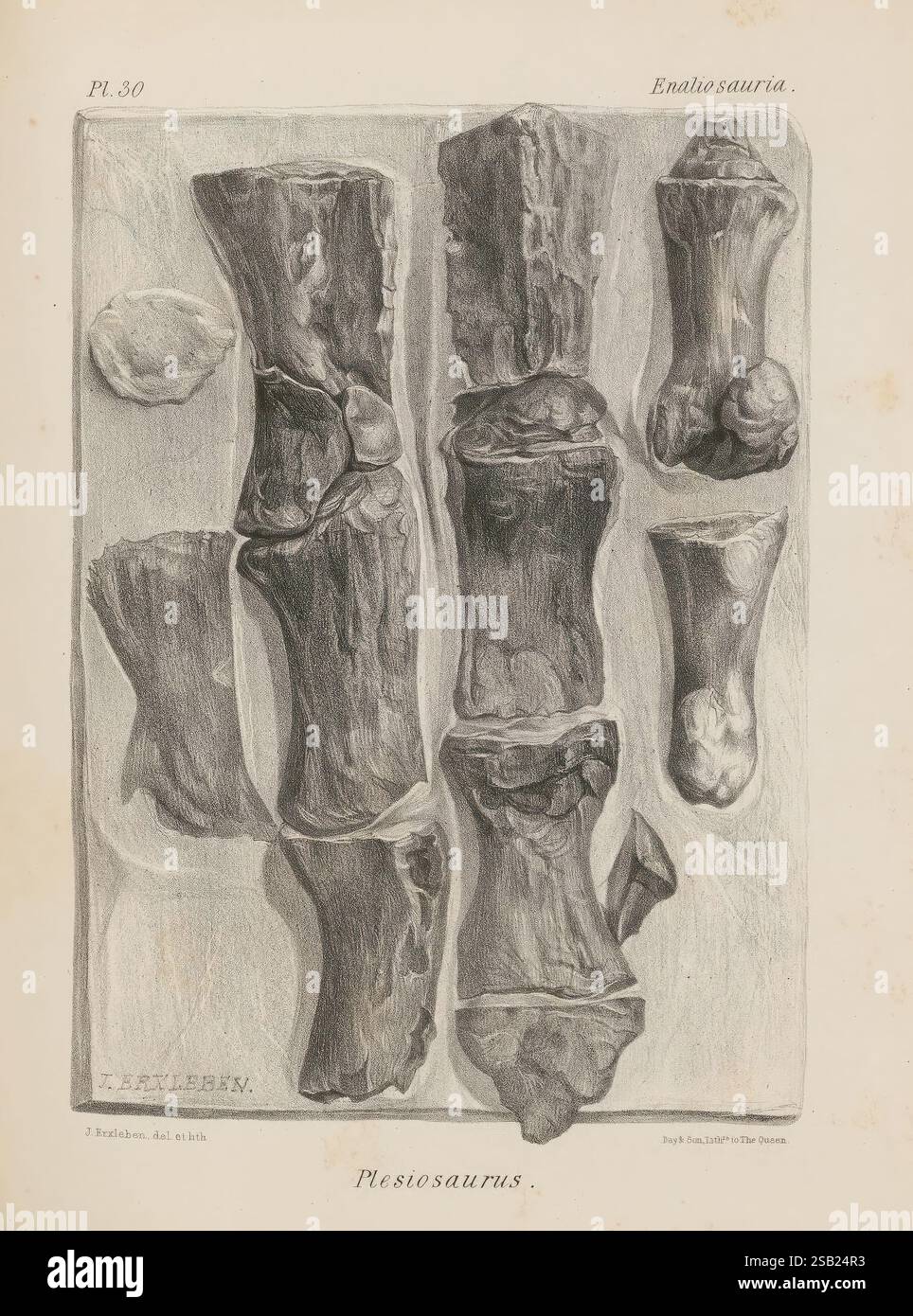 A history of British fossil reptiles, London, Cassell & Company Limited ...