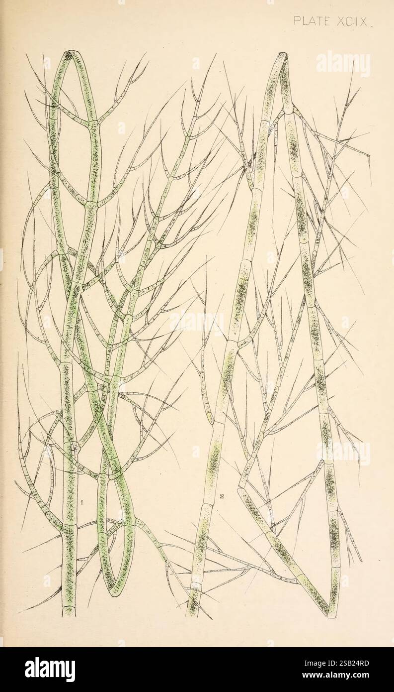 Fresh-water Algae of the United States Bethlehem Pa. The Comenius Press ...