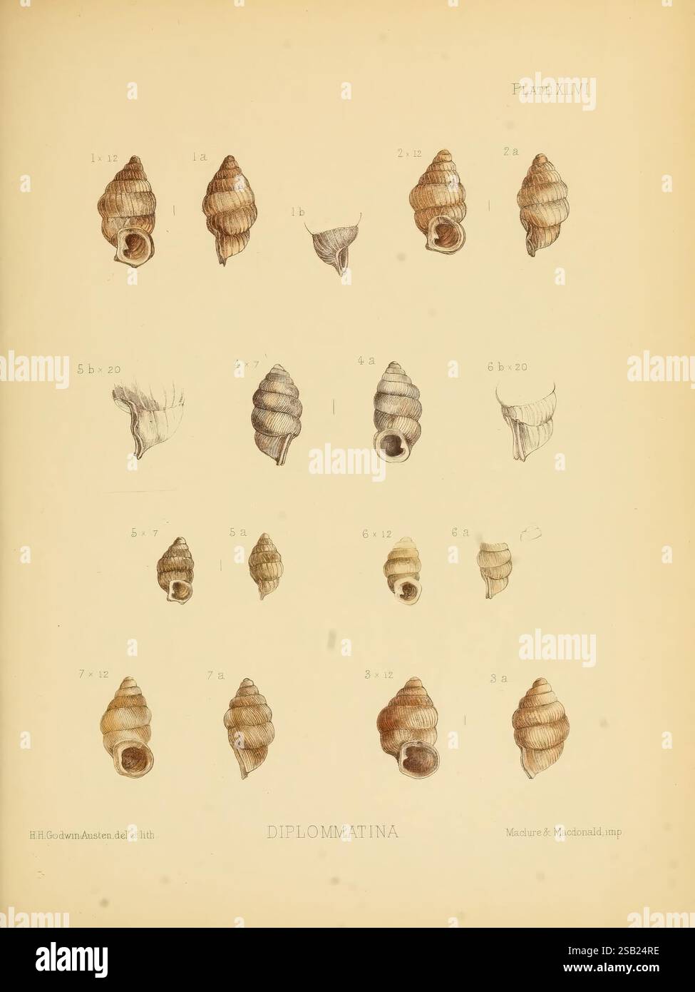 Focus on marine gastropods hi-res stock photography and images - Alamy