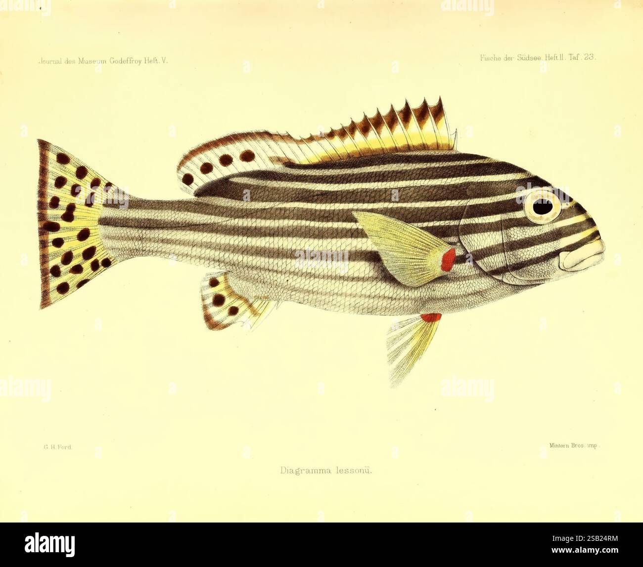 Andrew Garrett's Fische der Südsee Hamburg L. Friederichsen & Co. 1873 ...