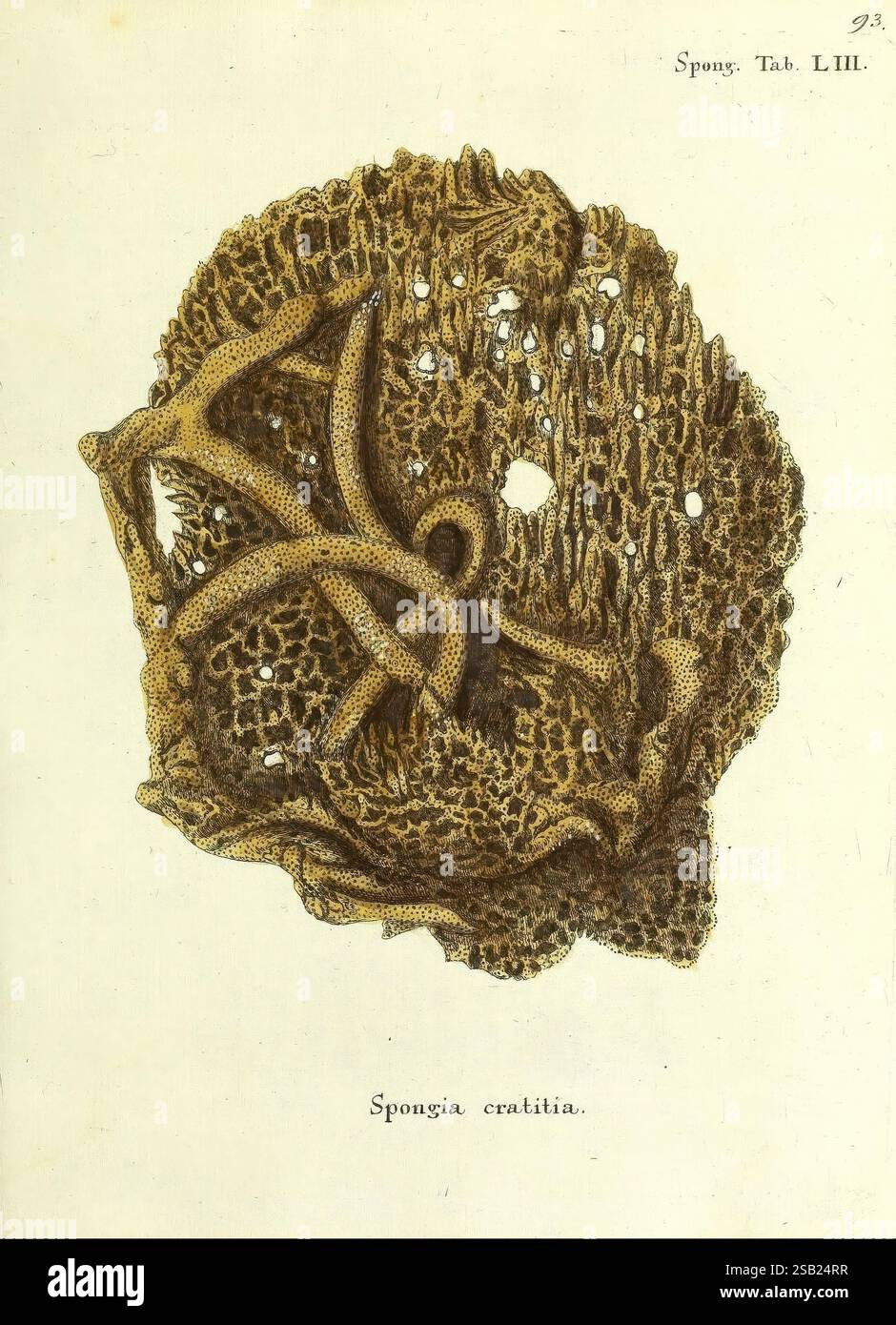 Die Pflanzenthiere in Abbildungen nach der Natur, Nürnberg, in der ...