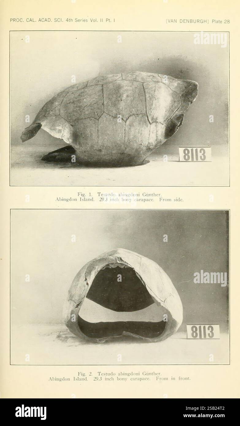 The Gigantic Land Tortoises Of The Galapagos Archipelago 1914 ...