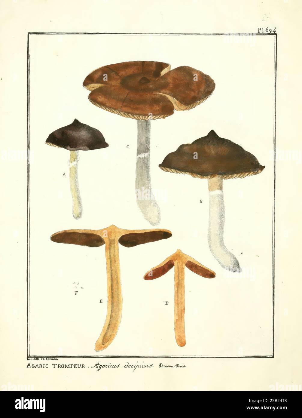 Agaricus decipiens hi-res stock photography and images - Alamy