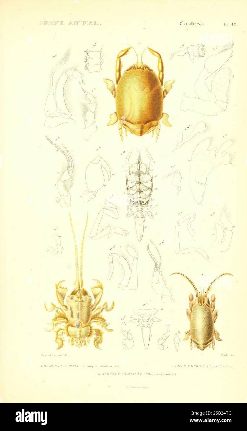 Le règne animal distribué d'après son organisation, Paris, 1836-1849 ...