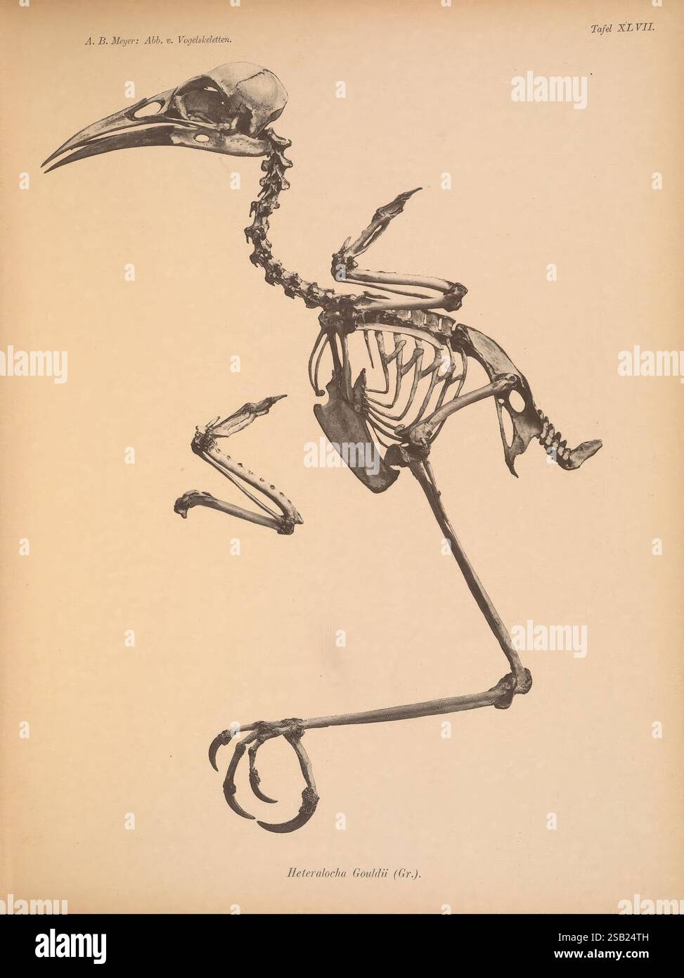 Posture portrays hi-res stock photography and images - Alamy