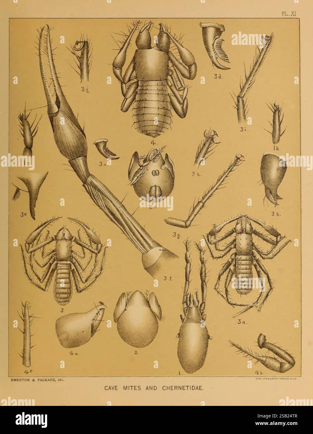 Cave mites hi-res stock photography and images - Alamy