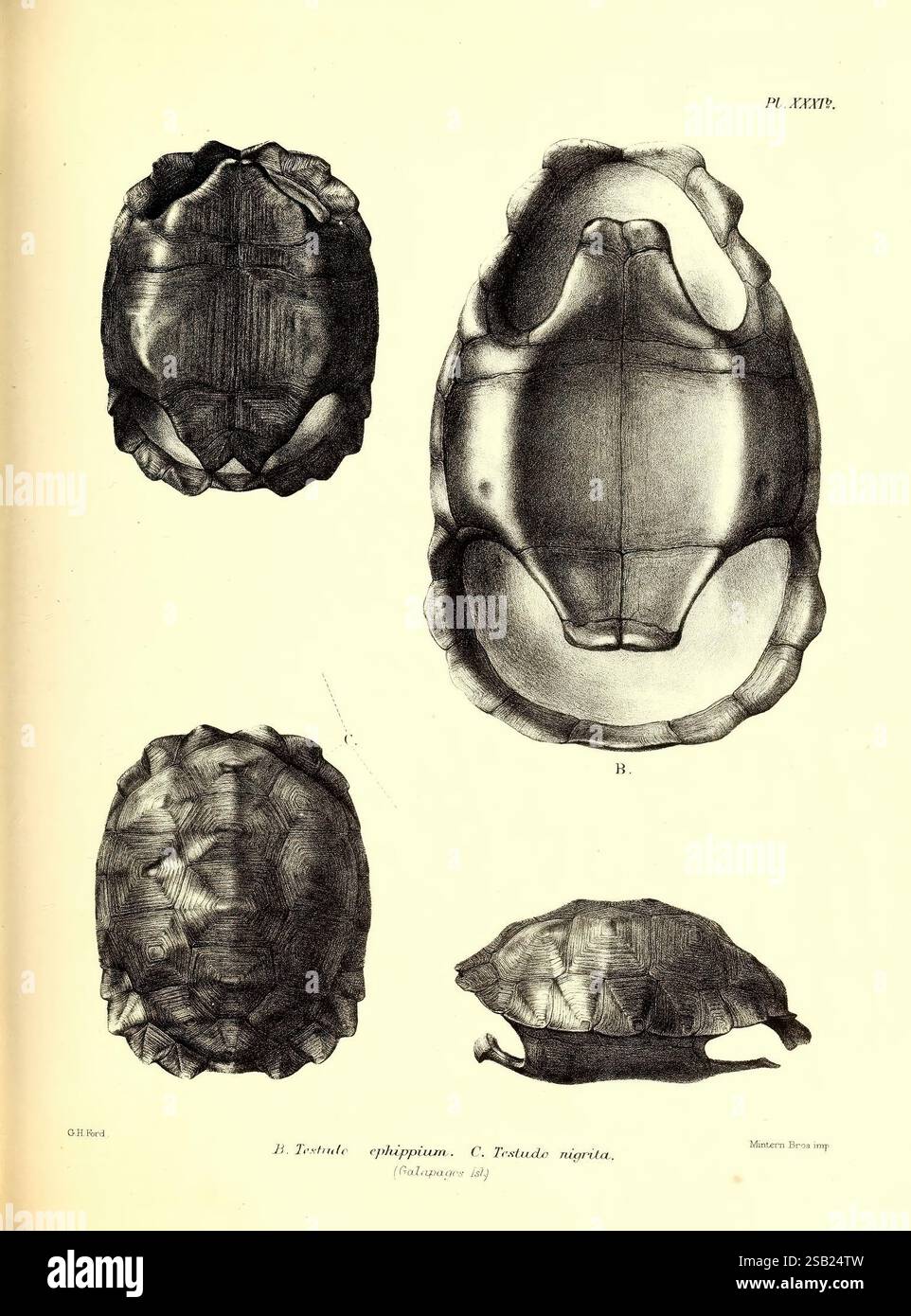Additional side profiles hi-res stock photography and images - Alamy