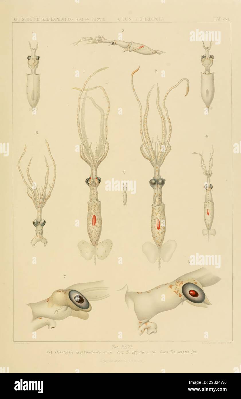 Die Cephalopoden, Bd. 18, T. 1 Atlas, Jena, G. Fischer, 1910-1915 ...