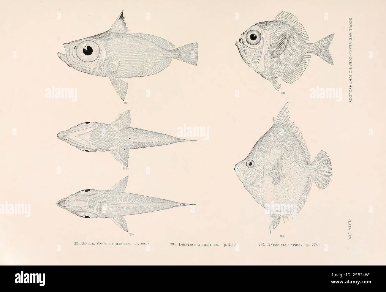 Oceanic Ichthyology V.22 Atlas Cambridge U.S.A. Printed for the Museum ...