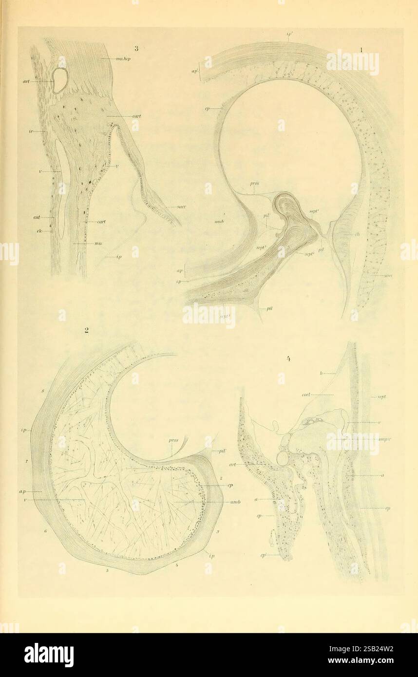 The Cephalopod Atlas, 1975, Cephalopoda, Spirula australis, Spirula ...