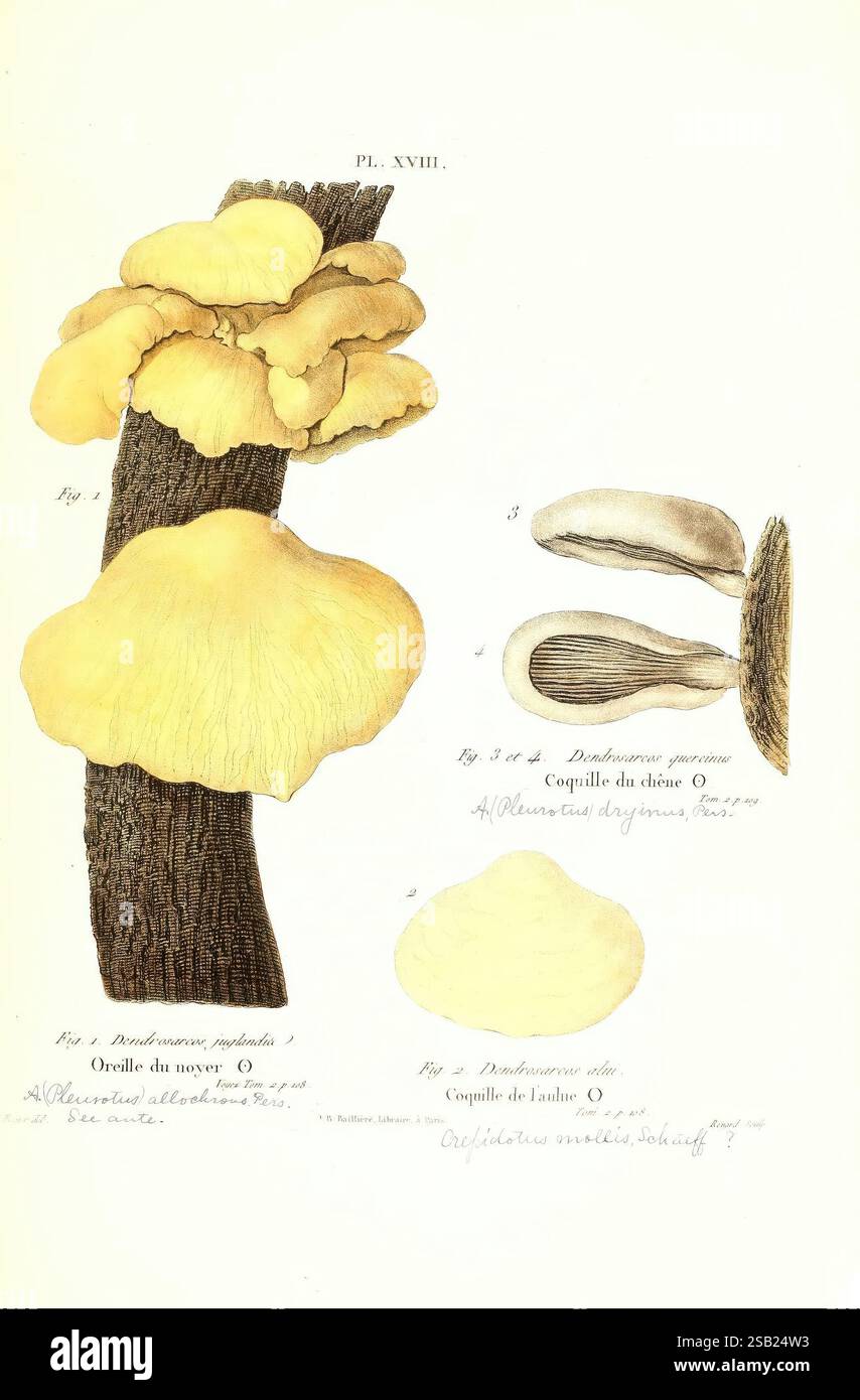 Iconographie des champignons de Paulet, New York, H. Baillière, 1855 ...