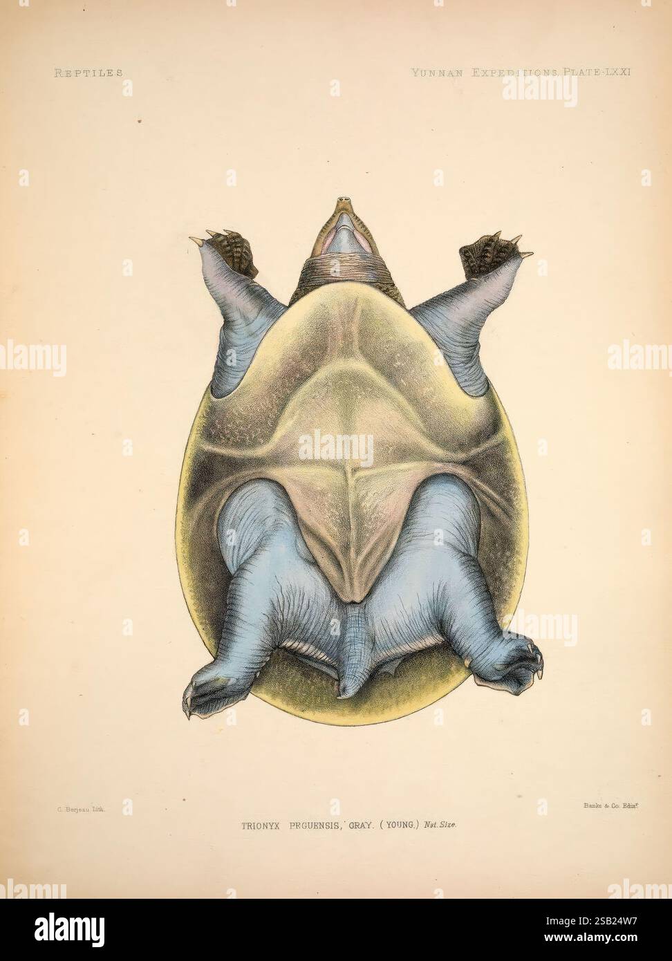 Anatomical and zoological researches v.2. 1878, China, zoology, Yunnan ...