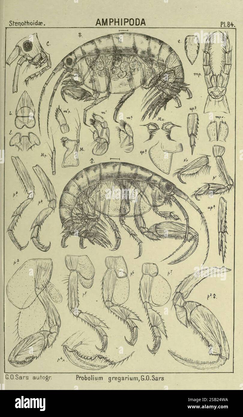 An account of the Crustacea of Norway, v.1. Amphipoda plates ...