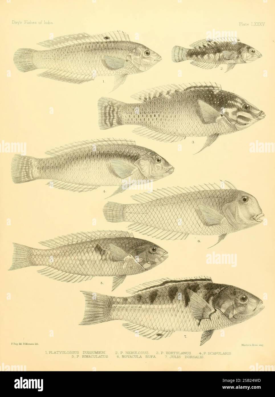 Understanding aquatic biodiversity hi-res stock photography and images ...