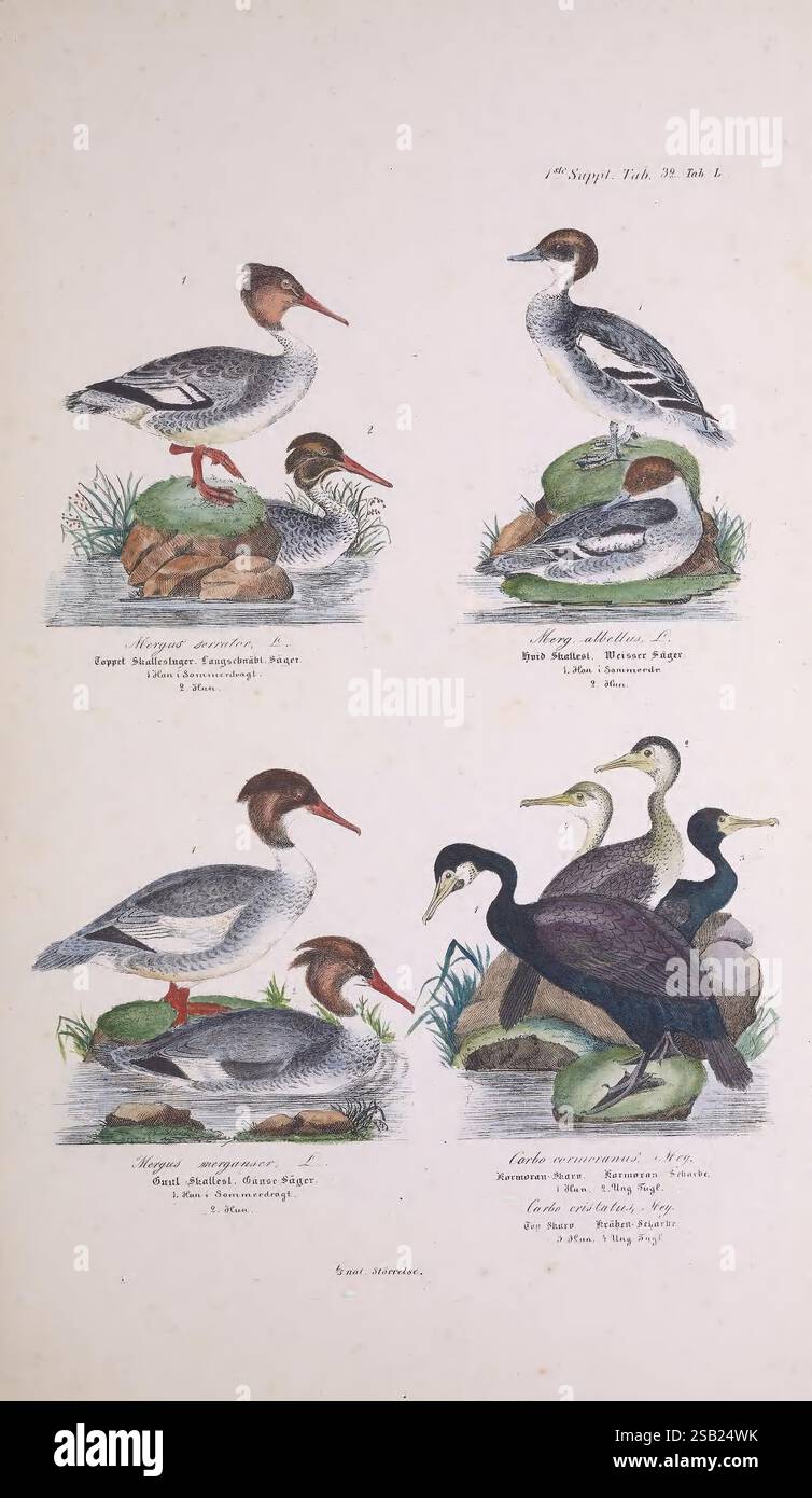 Graceful duck species rests hi-res stock photography and images - Alamy