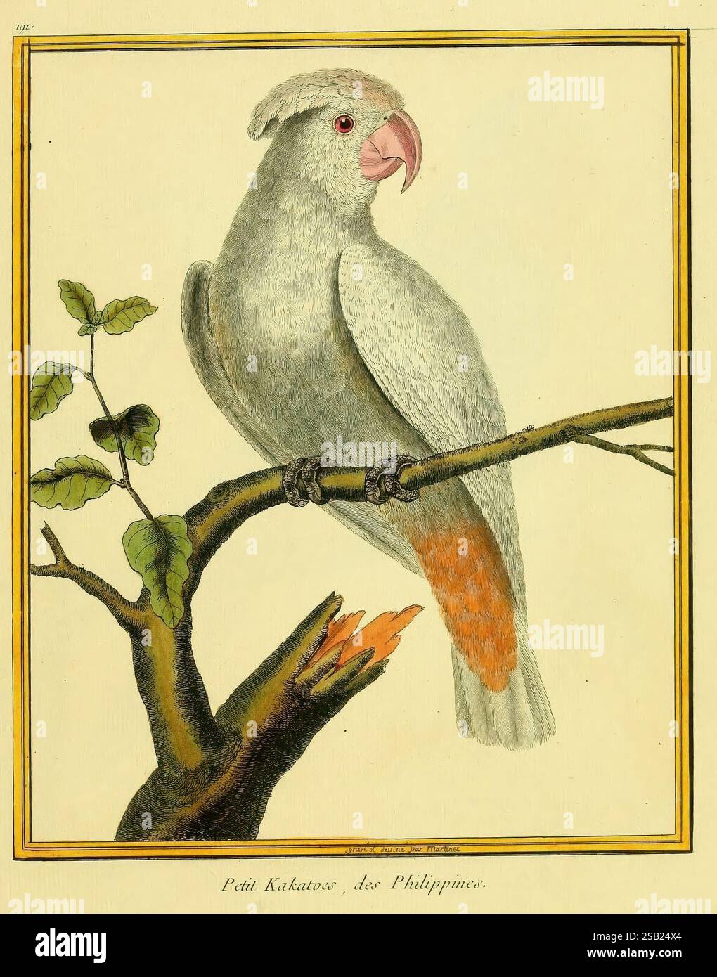 Parrots unique features hi-res stock photography and images - Alamy