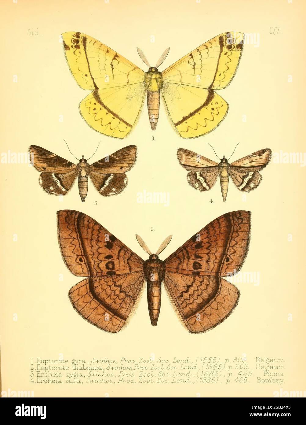 Aid to the identification of insects, London, E.W. Janson, 1880-90 ...