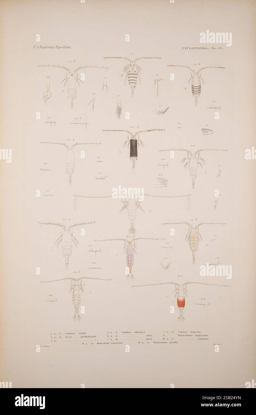 Crustacea, Philadelphia, Printed by C. Sherman, 1852-55 [i. e. 1861 ...