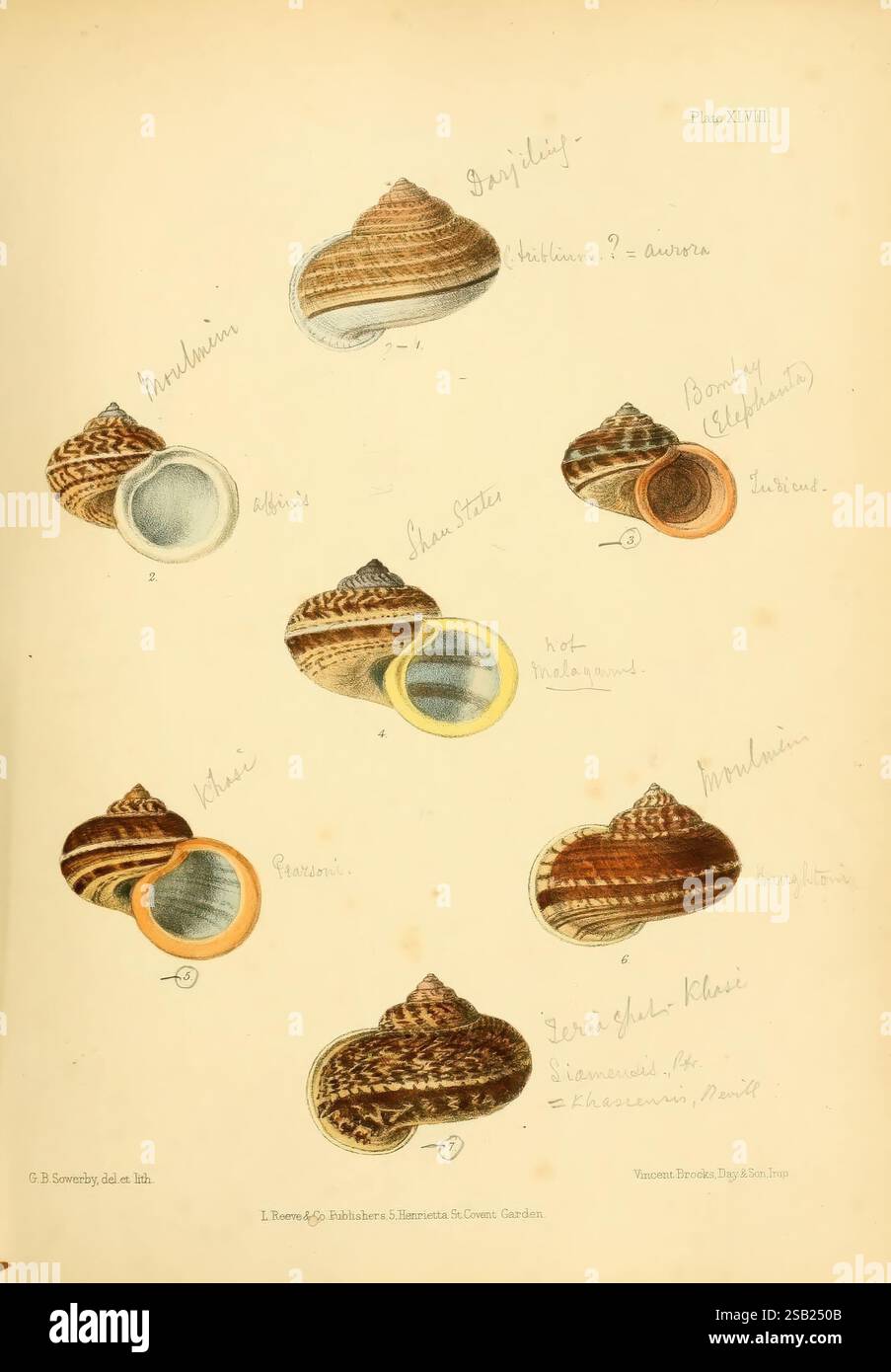 Complexity of shell structures hi-res stock photography and images - Alamy