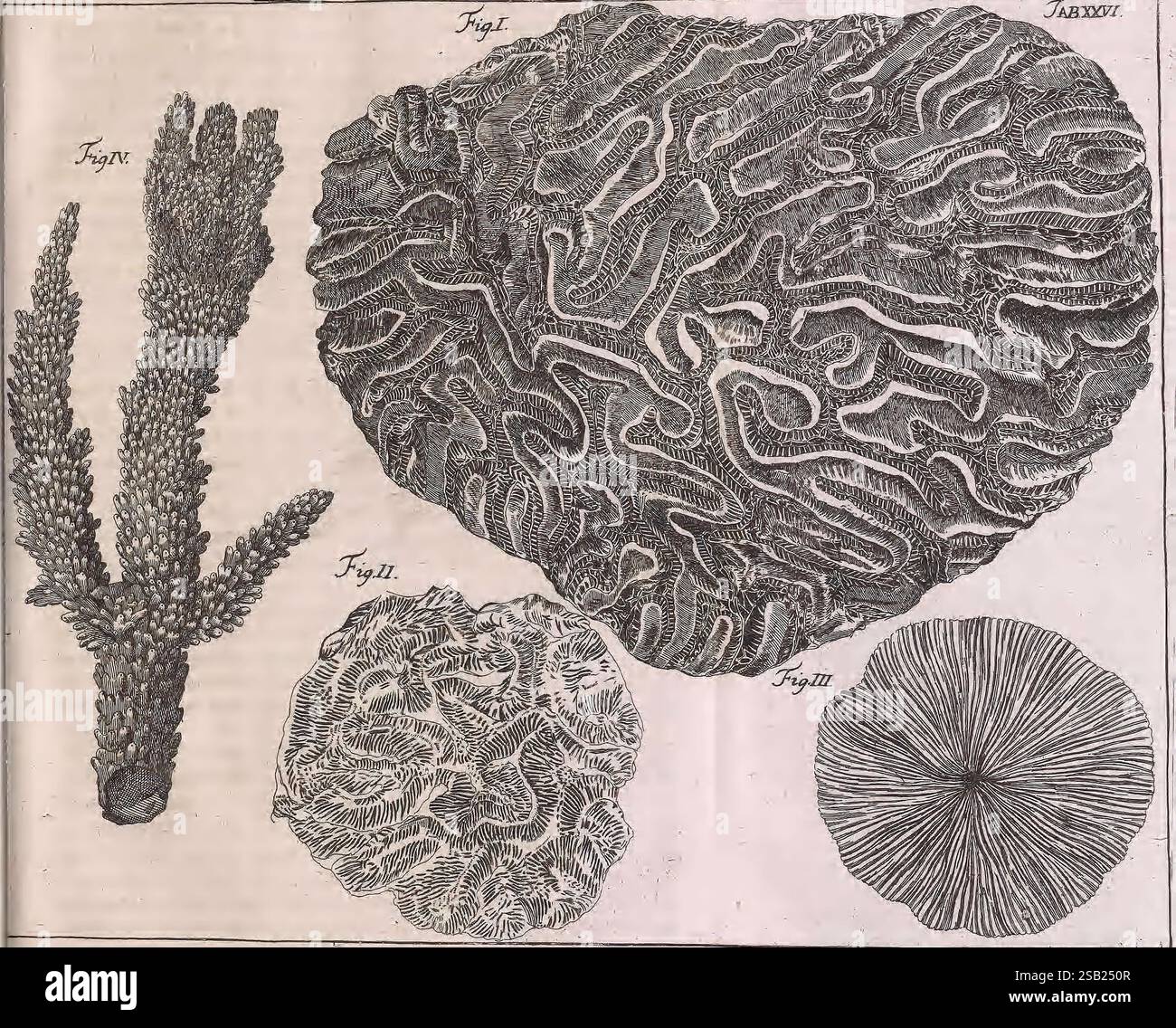 Central piece displays hi-res stock photography and images - Alamy