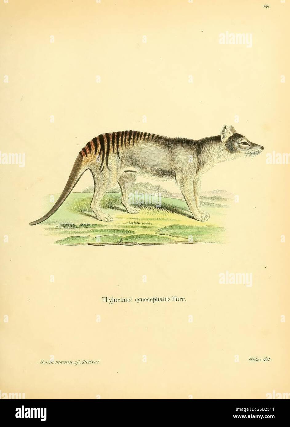 Thylacine stands hi-res stock photography and images - Alamy