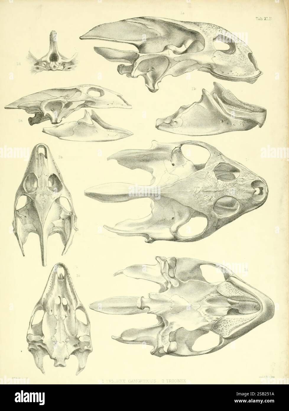 Detailed renderings of different bone structures hi-res stock ...