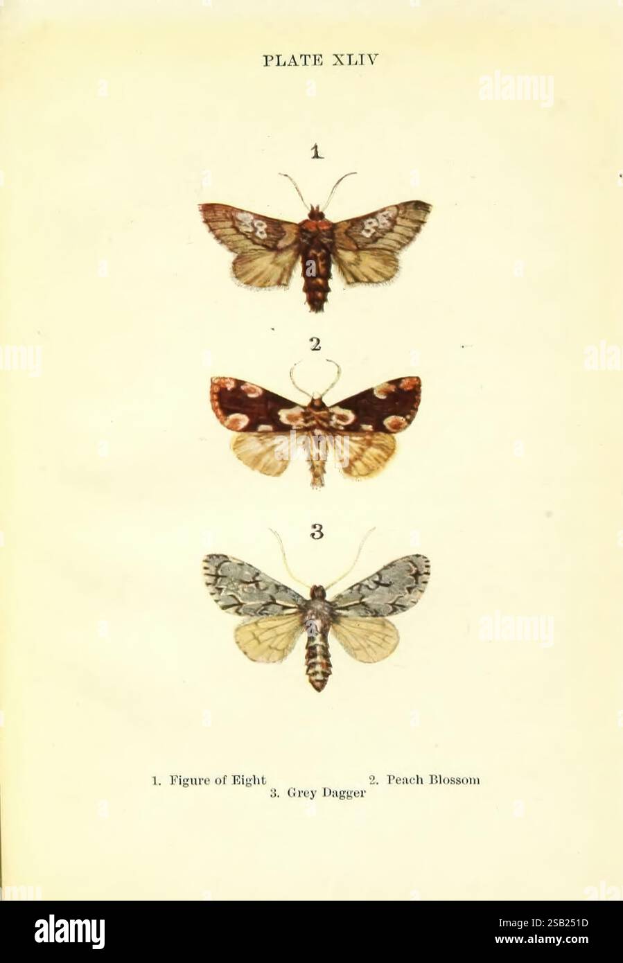 Butterflies and, London & Edinburgh, T.C. & E.C. Jack[1910 ...