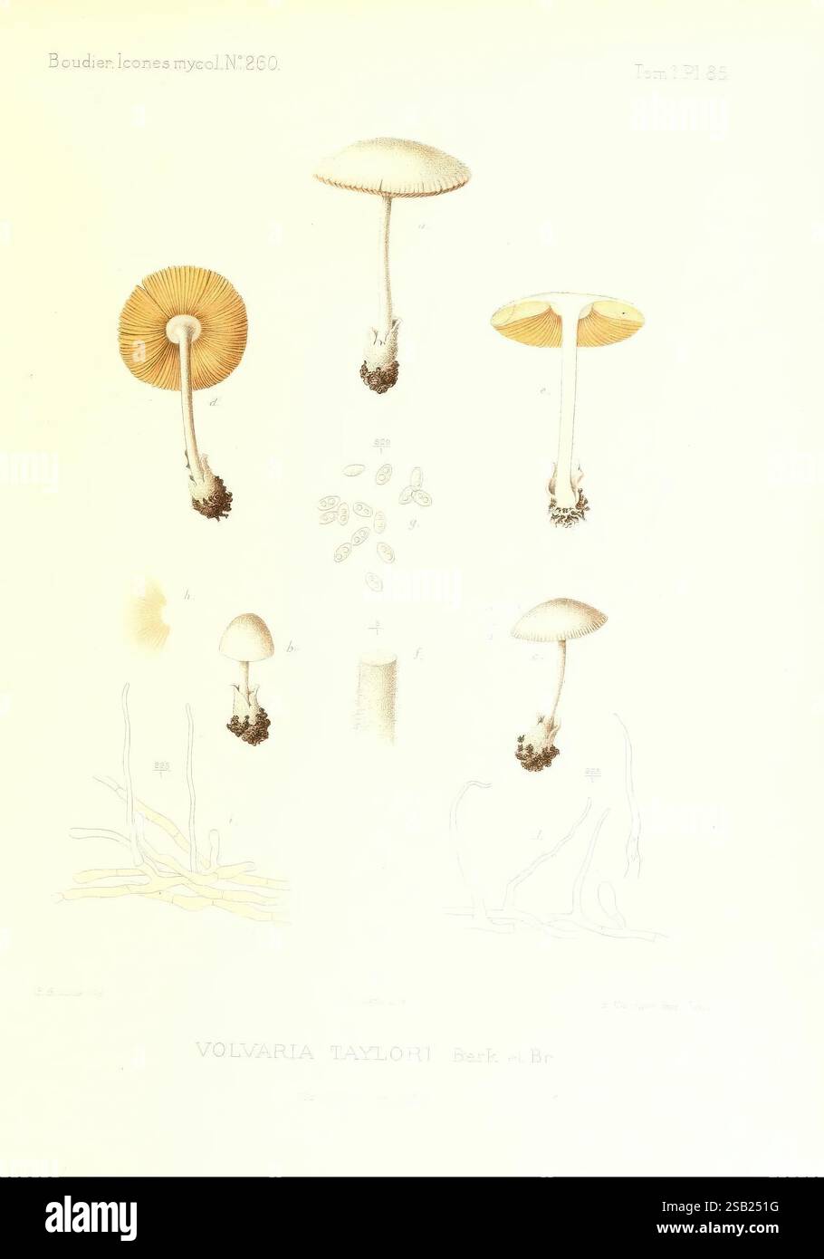 Icones mycologicæ, ou Iconographie des champignons de France ...