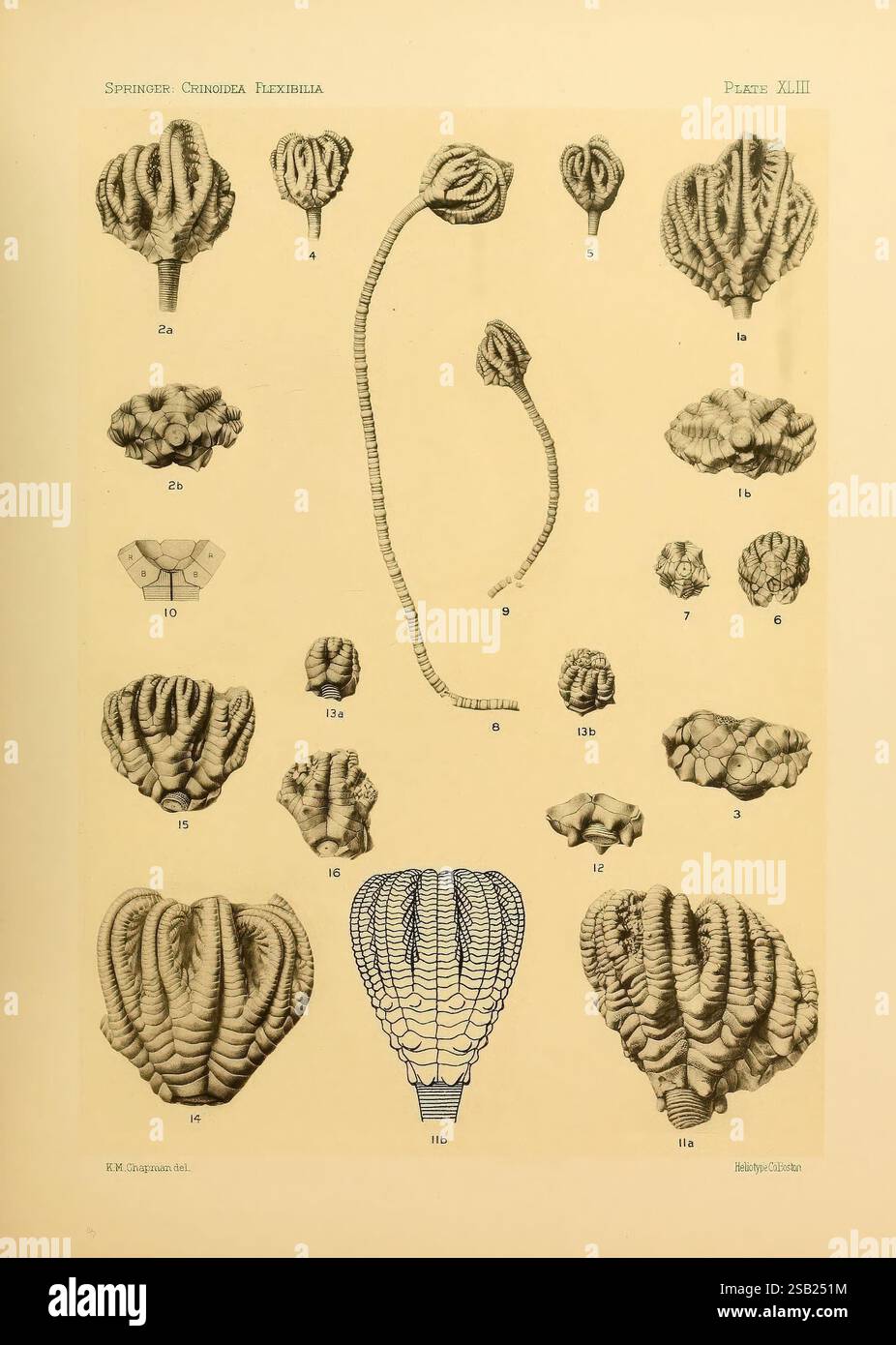 Skeletal features characteristic hi-res stock photography and images ...