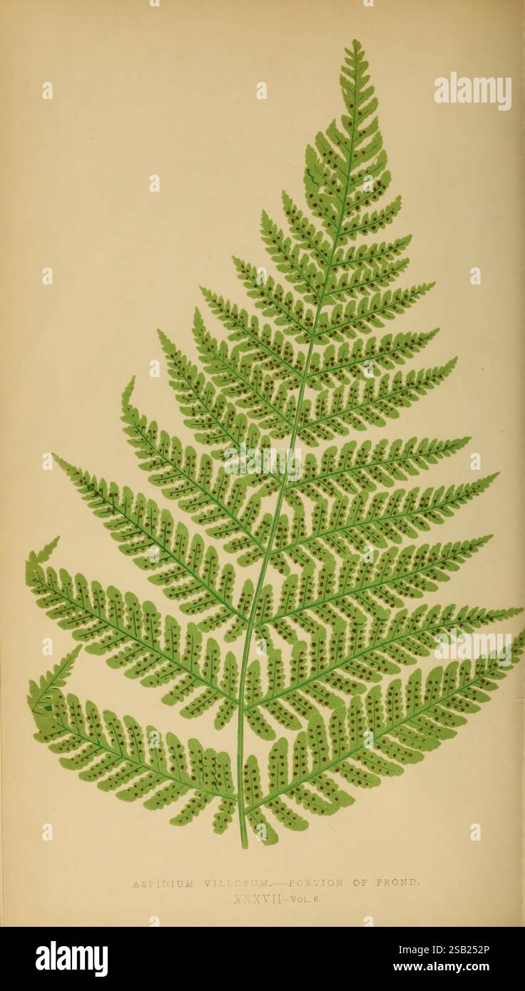 Undersides reveal hi-res stock photography and images - Alamy