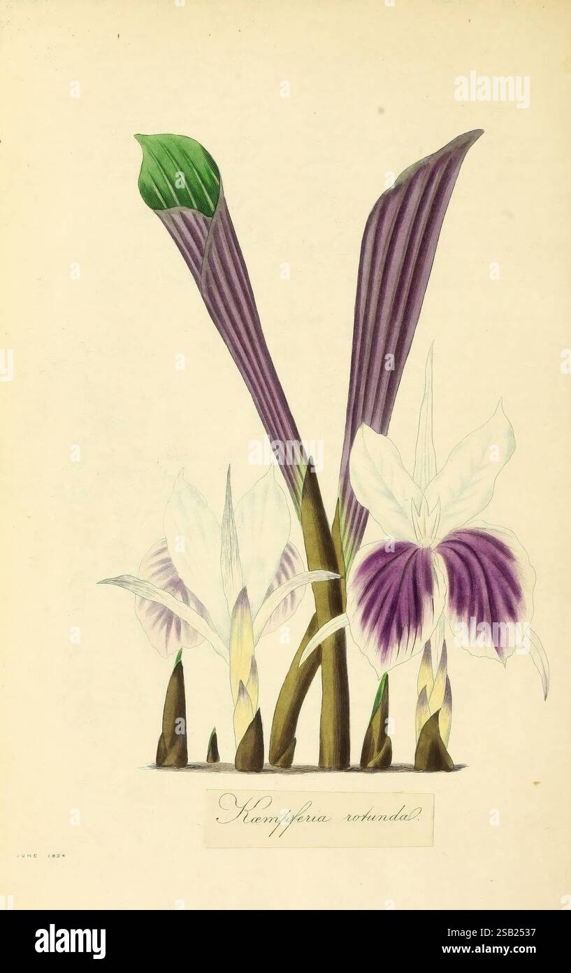 Elongated tubular petals hi-res stock photography and images - Alamy
