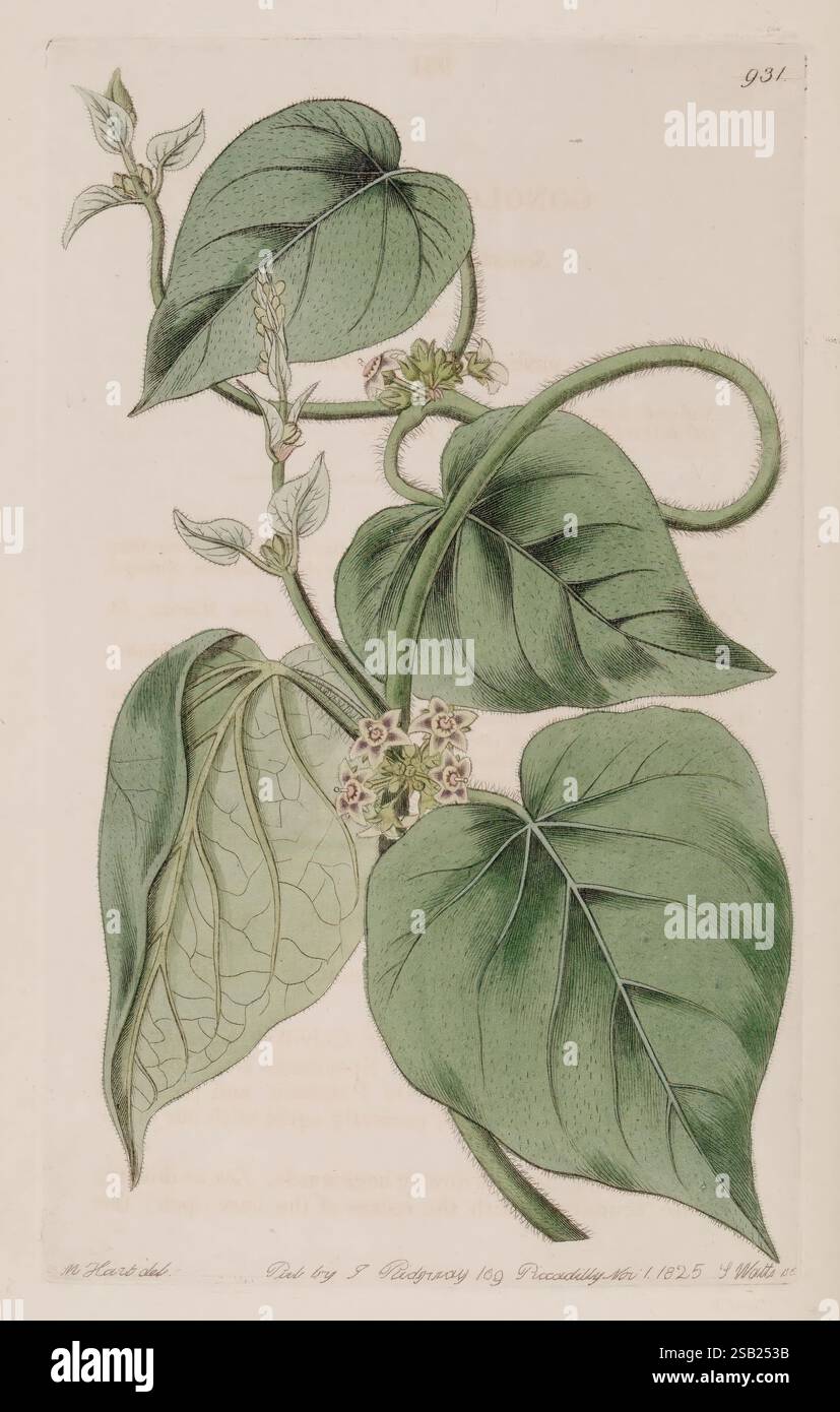 The Botanical Register, London, Printed for James Ridgway, 1815-1828 ...