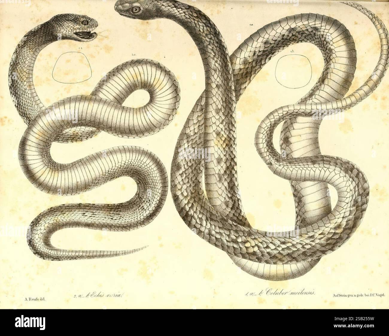 Museum, Senckenbergianum, Frankfurt, am Main, J.D. Sauerländer, 1833 ...