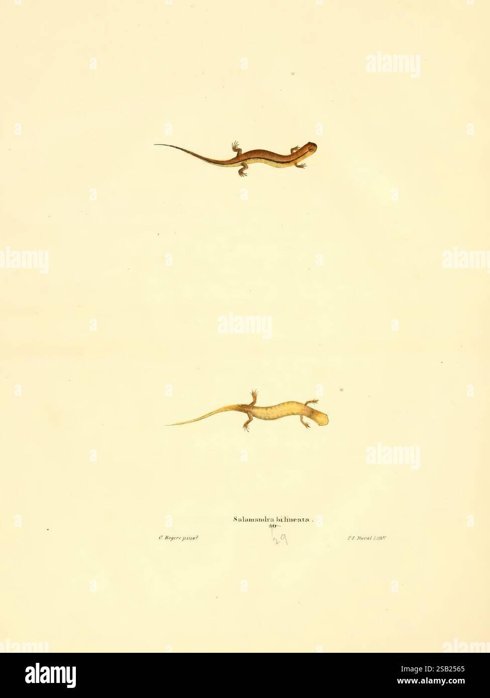 Visibly prominent limbs hi-res stock photography and images - Alamy