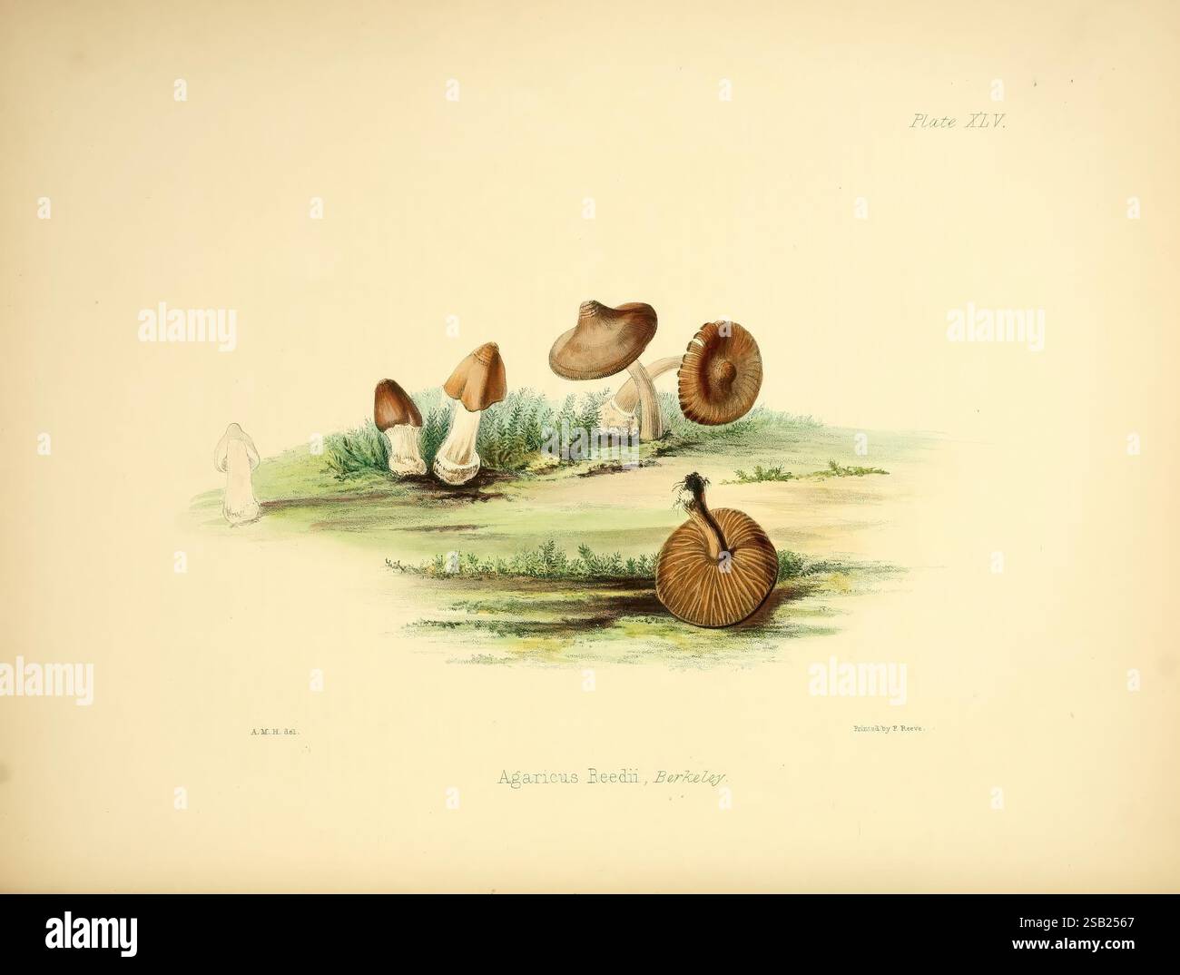 Agaricus reedii hi-res stock photography and images - Alamy